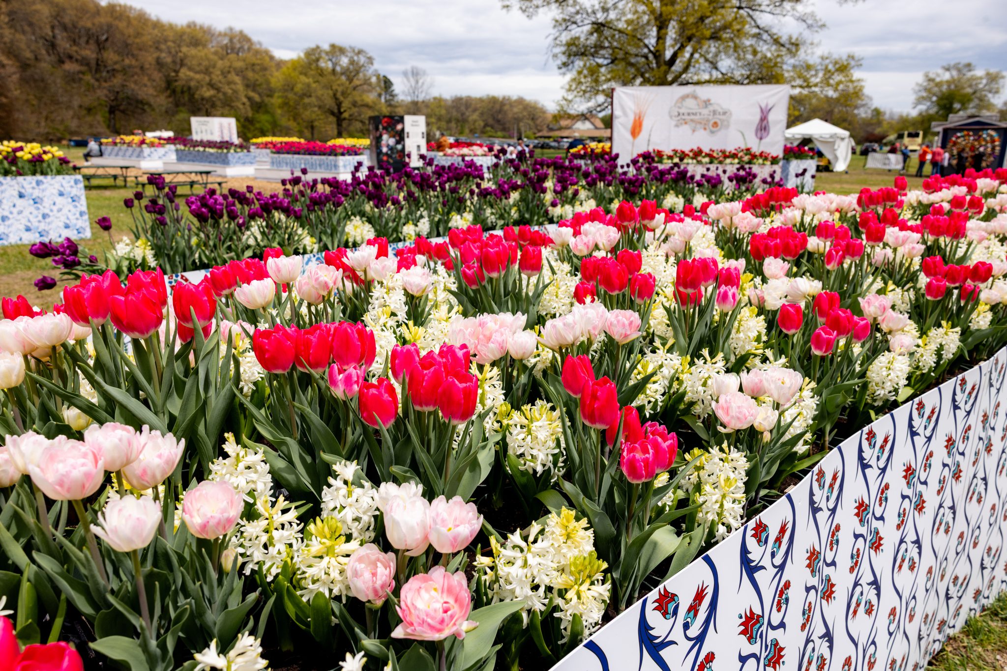 Spring Blooms and Dutch Charm: Experience Tulip Time in Holland ...